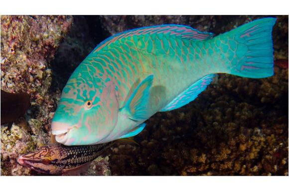 10 Animals That Can Change Their Gender - NewsBreak