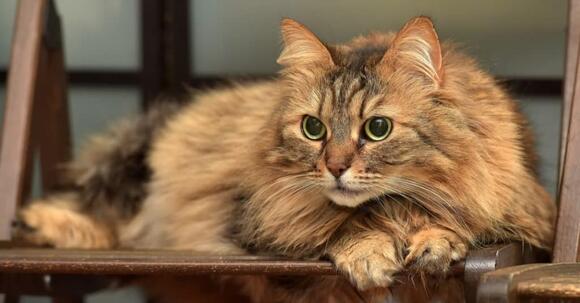 Discover the 10 Different Tabby Cat Colors (Rarest to Most Common)