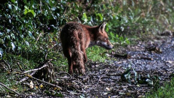 Pressure mounts to outlaw trail hunting as campaigners call for jail ...