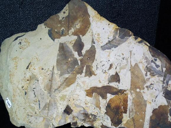 Unearthing the Truth: How Paleontologists Reconstruct Ancient ...