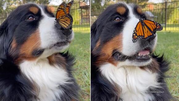Rescue Dog Sitting With Butterfly on Nose Is Pure Storybook Magic ...