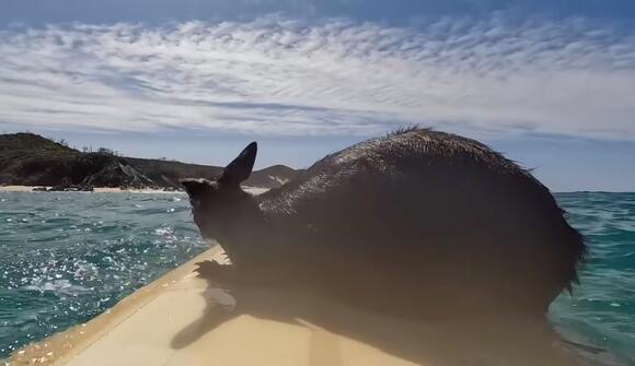 Australian Surfers Rescue Wallaby Lost At Sea - NewsBreak