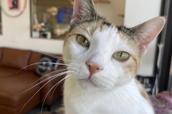 Sweet South Dakota Cat Waits Over 100 Days For Her Second Chance ...