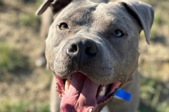 Enzo: The Lovable Labrador Mix Waiting for His Forever NoCo Home ...