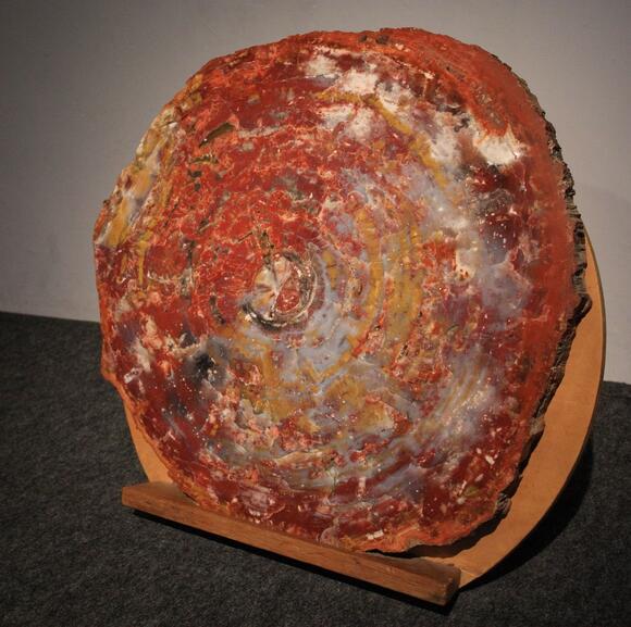 The Forest That Turned to Stone: Fossilized Wood and Ancient Clues in ...