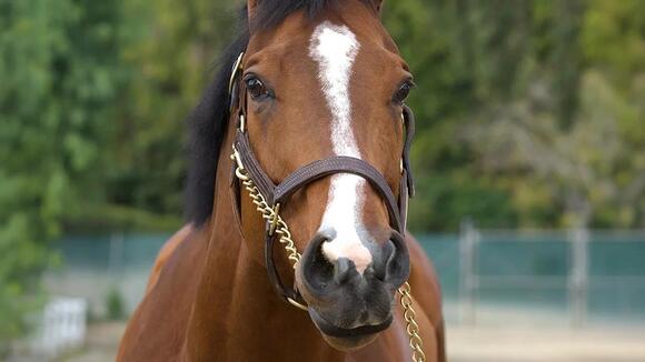 Fans Join Celebrities in New Racehorse Ownership with Run Fast Racing ...
