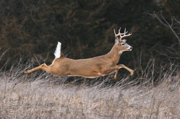 Which Zodiac Sign Embodies the Grace and Agility of the Deer? - NewsBreak
