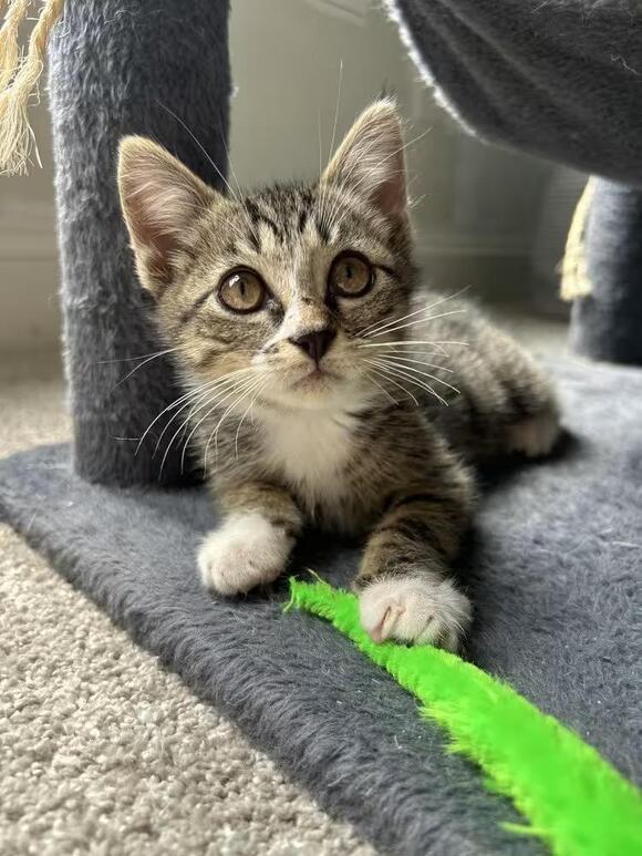 🐱 Playful & Loving Kittens Ready for Adoption in Youngsville - NewsBreak