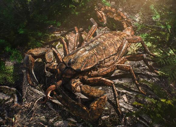 Did Giant Insects Once Roam Earth? The Truth About Prehistoric Bugs ...