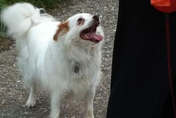 10 Little-Known Truths About The Volpino Italiano - NewsBreak