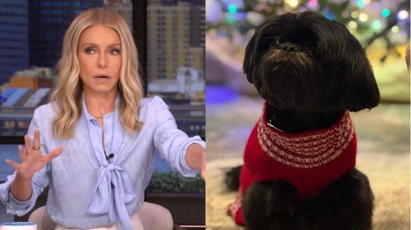 Kelly Ripa Details 911 Drama After Accidentally Locking Dog in Car ...
