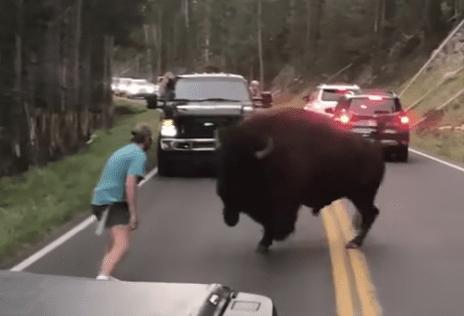 Yellowstone Tourons: 5 Of The Dumbest People To Set Foot In Yellowstone ...