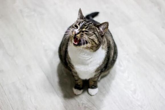 Your Cat Knows Exactly When You’re About to Leave Forever – Here’s the ...