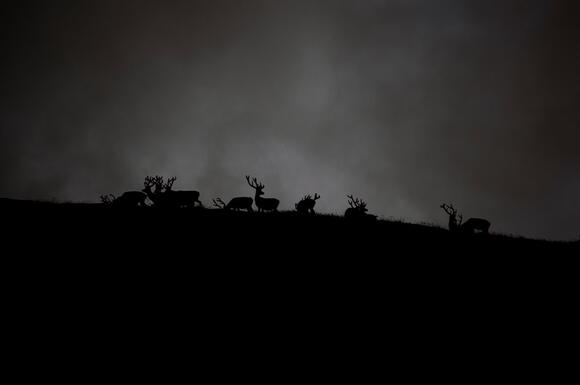 Moon Phases and Animal Behavior: What’s Linking Them? - NewsBreak