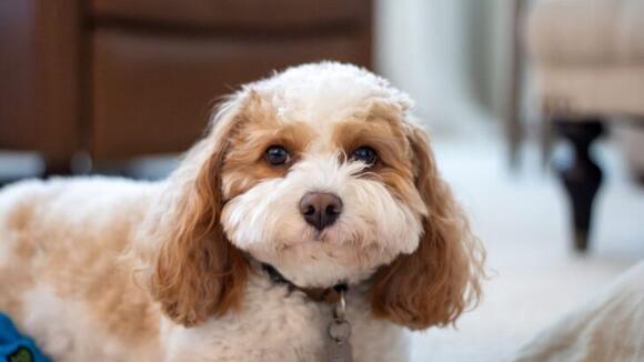 Understanding the Language of Loyalty: What Your Dog’s Actions Truly ...