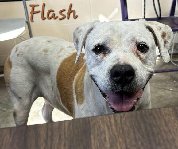 🐶 Playful, Loyal & Loving Dogs Ready for Adoption in St. Marys - NewsBreak
