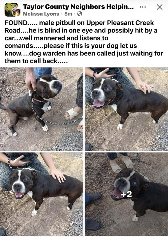Lost dog found in Barbour County - NewsBreak
