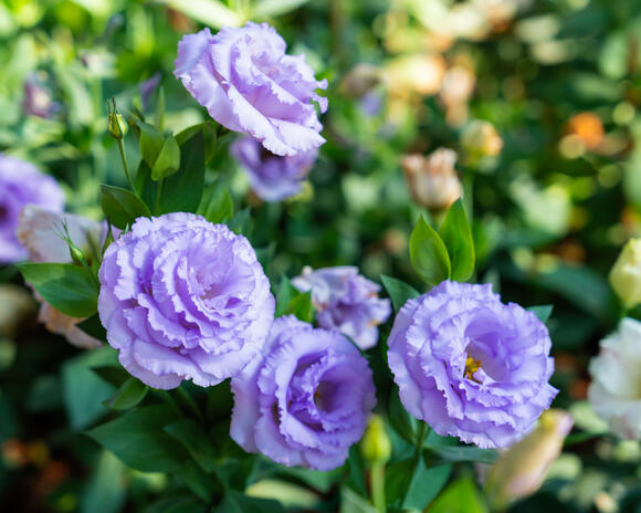 Love the Look of Roses, But Not the Hassle of Growing Them? Plant One ...
