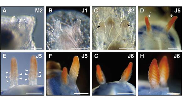 Scientists Have Reared These Colorful Sea Slugs From Egg To Adult For ...