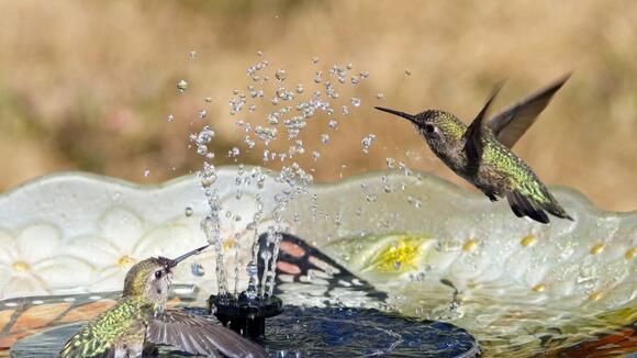 ALDI Just Dropped a $10 Solar Fountain That Will Attract Hummingbirds ...
