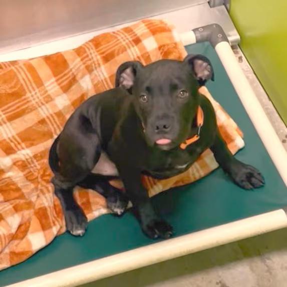 🐶 Playful & Loving Dogs Ready for Adoption in Spokane - NewsBreak