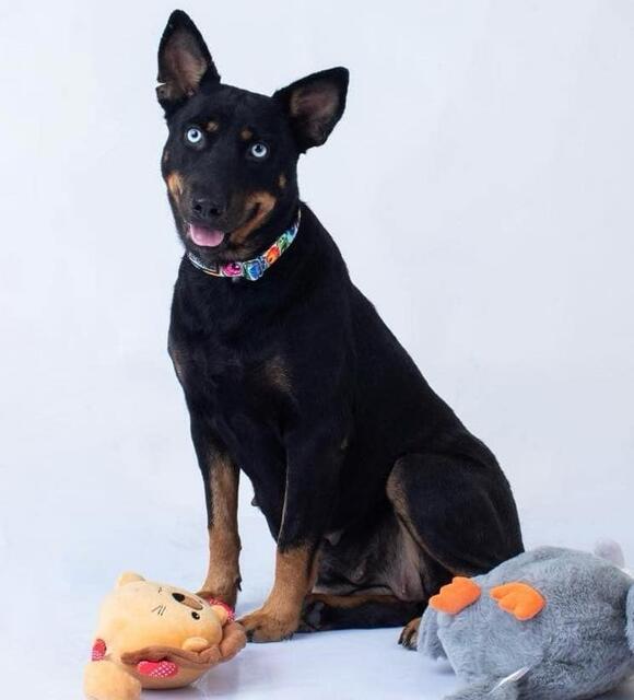 Local Dog Rescue Reveals They're In Urgent Need Of More Foster Homes ...