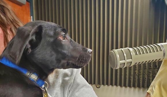 Hurry To Take Happy Harry Home From The Humane Society - NewsBreak