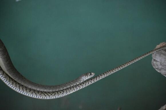 The Most Elusive Snake in the World Rarely Seen by Humans - NewsBreak