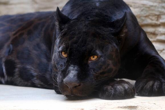 15 Big Cat Species With Rare Color Mutations - NewsBreak