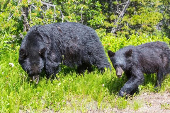 Frustrated Bear Drags Cub Over The Road - NewsBreak