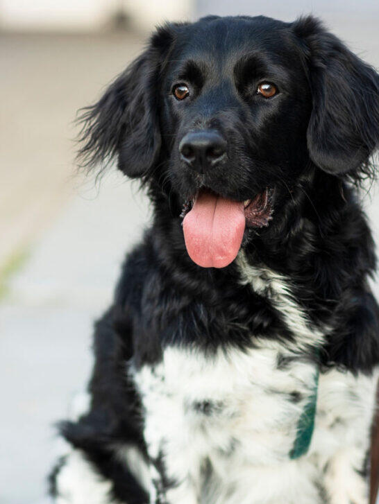 12 Genetic Facts That Explain Why Dogs Act the Way They Do - NewsBreak