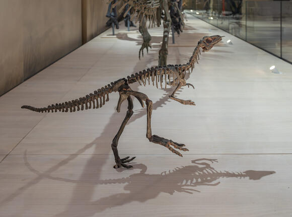 From Fossil to Exhibit: The Journey of a Dinosaur Skeleton to the ...