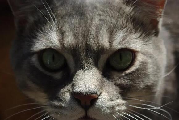 The Silent Language of Your Cat’s Eyes Holds Many Hidden Messages ...