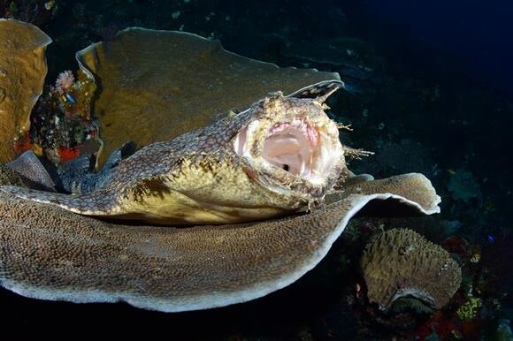 Tasselled Wobbegongs: Camouflaged Carpet Sharks Of Coral Reefs - NewsBreak