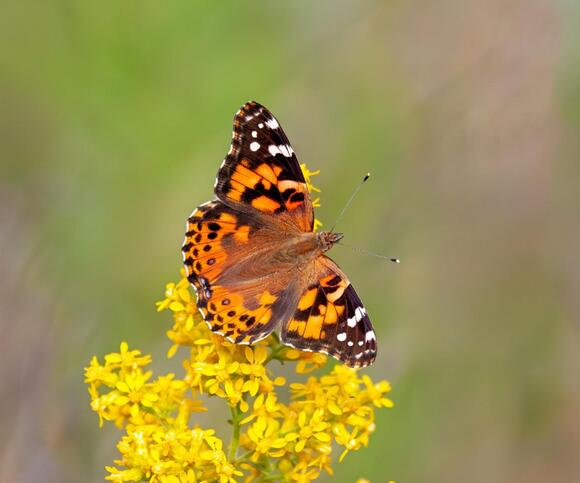 Discover Your Birth Month Butterfly – and the Beautiful Meaning Behind ...
