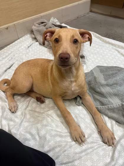 🐶 Playful, Gentle & Loyal Dogs Ready for Adoption in Honolulu - NewsBreak