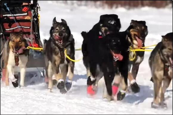 MT Race To The Sky Canceled: Unseasonable Warmth To Blame - NewsBreak