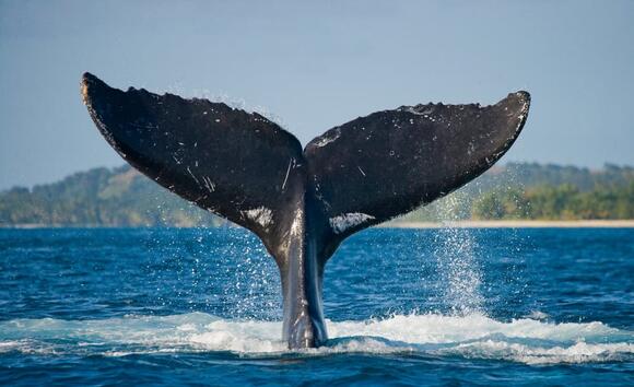 Blue Whale vs. Finn Whale - NewsBreak