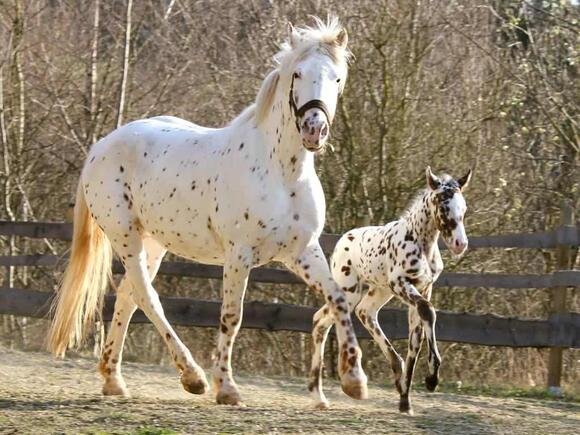 15 Steps to Protect Your Horse During Storm Season - NewsBreak