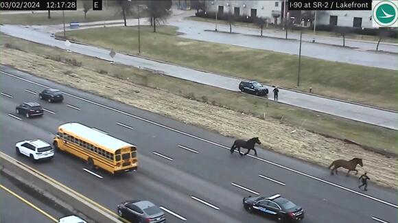 Wild video shows escaped police horses running wrong way down a highway ...