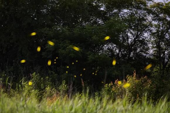 10 Amazing Facts About Fireflies That Make Summer Nights Feel Almost ...