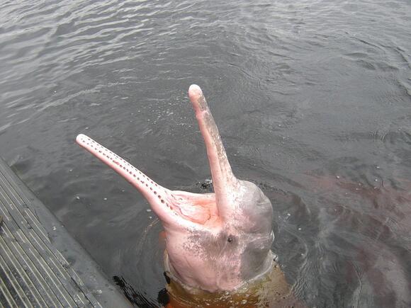 12 Rare Creatures Spotted in the Amazon - NewsBreak