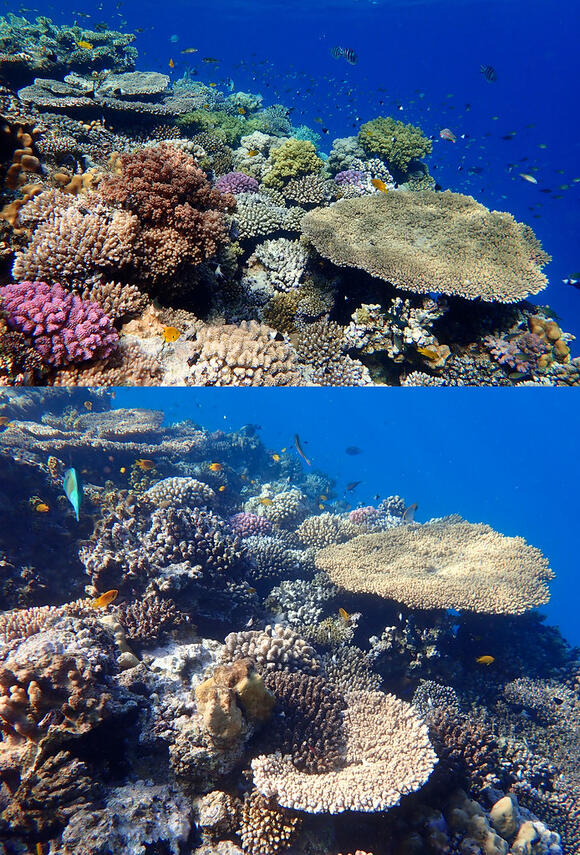 The Impact of Climate Change on Global Marine Ecosystems - NewsBreak