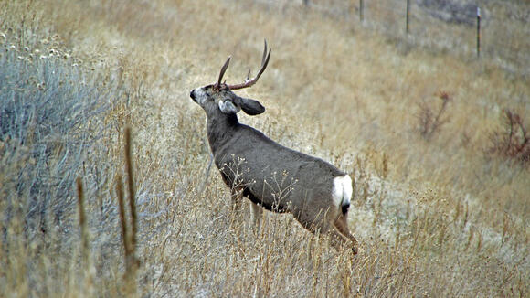 15 states where mule deer range is shifting faster than hunters expect ...