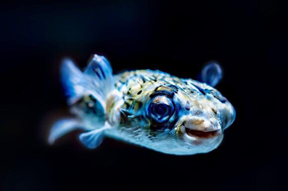 The Relationship Between Animal Microbiomes and Immune Systems - NewsBreak