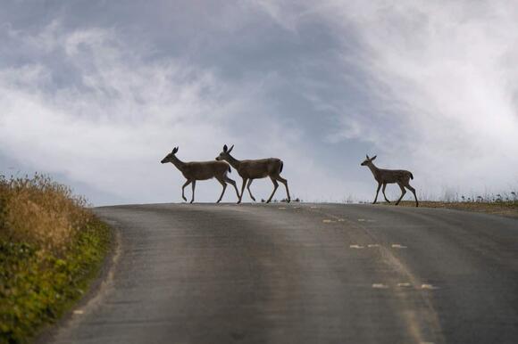 Could Rewilding Apex Predators Actually Reduce Human Conflict? - NewsBreak