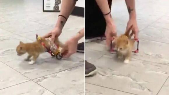 Paralyzed Kitten Can’t Stop Running After Getting His Very Own ...
