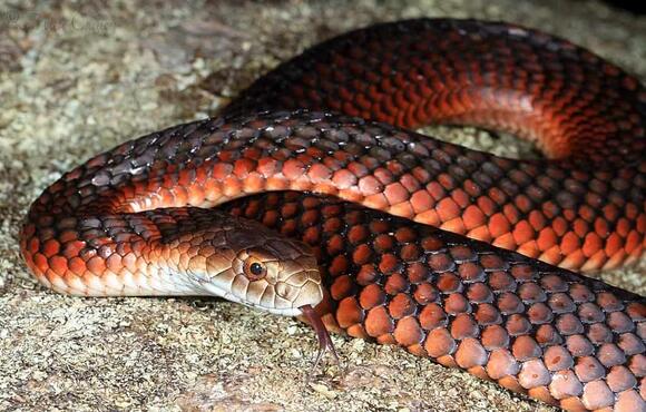 How to Tell a Venomous Snake from a Harmless One - NewsBreak