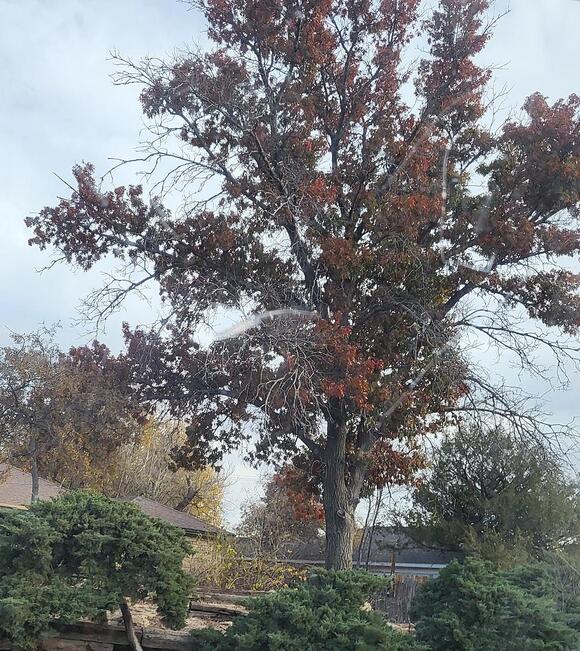 Amarillo’s 2025 Fall Weather Forecast and First Snow Outlook - NewsBreak