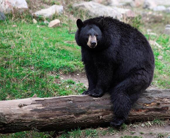 Meet The 10 Most Popular Animals Of Nevada - NewsBreak